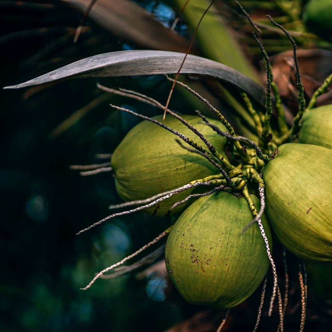 The better way to rehydrate than water – Solstice Blends